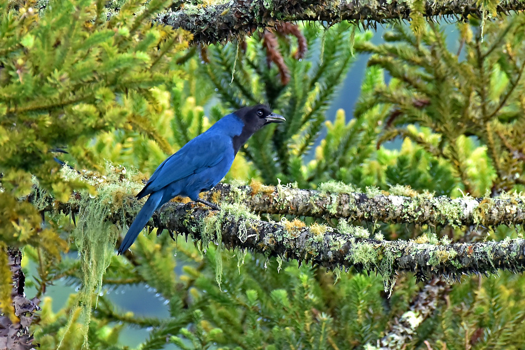 Foto gralha-azul (Cyanocorax caeruleus) Por Rudimar Cipriani | Wiki ...