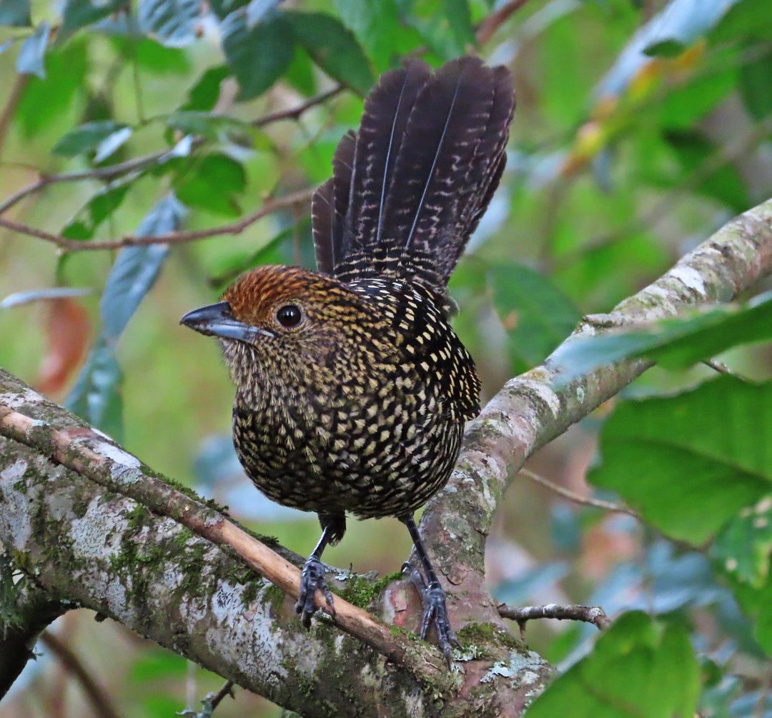 Foto borralhara-assobiadora (Mackenziaena leachii) Por Adolf Wall ...