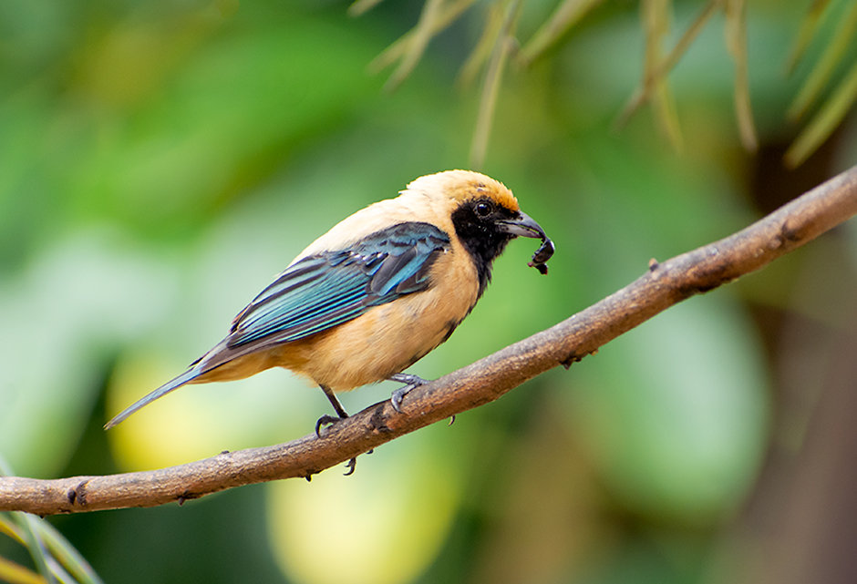 Foto saíra-amarela (Stilpnia cayana) Por Mariza Sanches | Wiki Aves - A ...