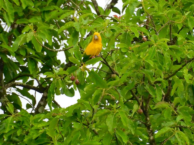 Foto ararajuba (Guaruba guarouba) Por Jeff Sousa | Wiki Aves - A ...