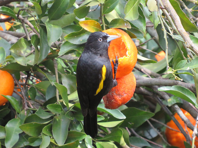Foto tecelão (Cacicus chrysopterus) Por Eduardo Medina | Wiki Aves - A ...