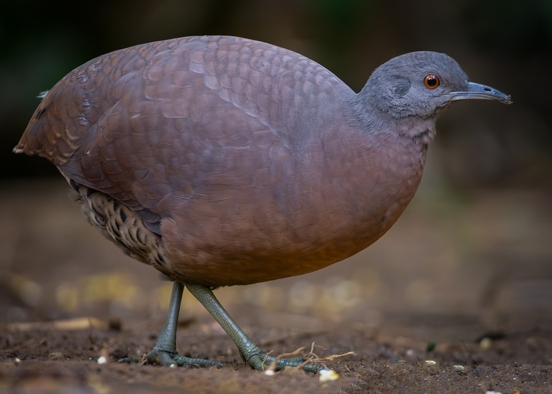 Foto inhambuguaçu (Crypturellus obsoletus) Por Caio Osoegawa | Wiki ...