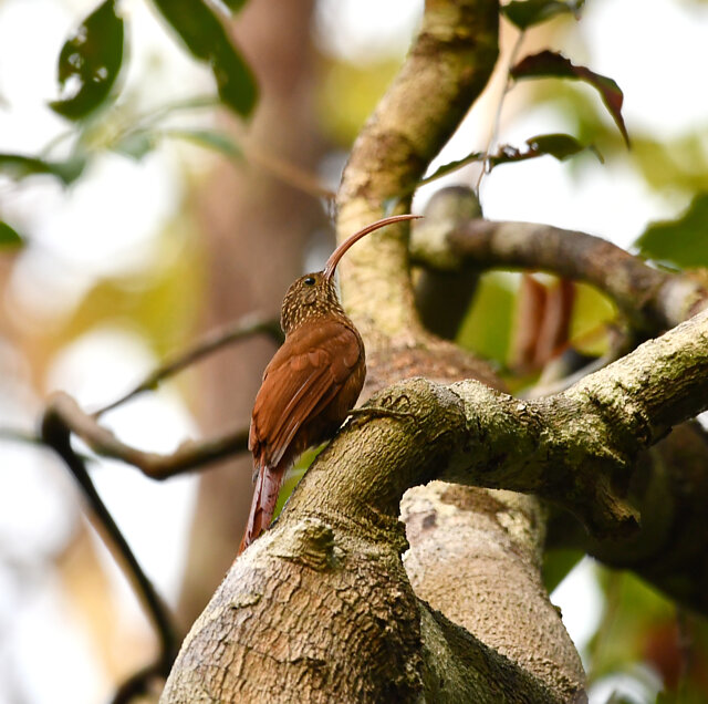 Foto arapaçu-de-bico-curvo-de-rondônia (Campylorhamphus probatus) Por ...