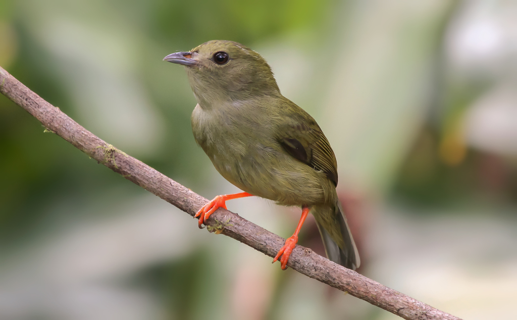 Foto rendeira (Manacus manacus) Por Edinei Oliveira | Wiki Aves - A ...