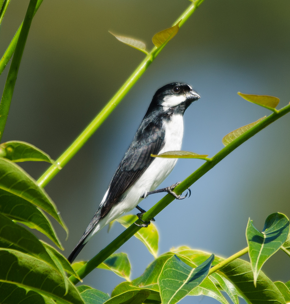 Foto bigodinho (Sporophila lineola) Por Paulo Dellalio | Wiki Aves - A ...
