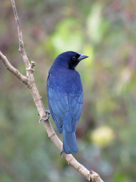 Foto chupim (Molothrus bonariensis) Por Carlos Eduardo Simões | Wiki ...