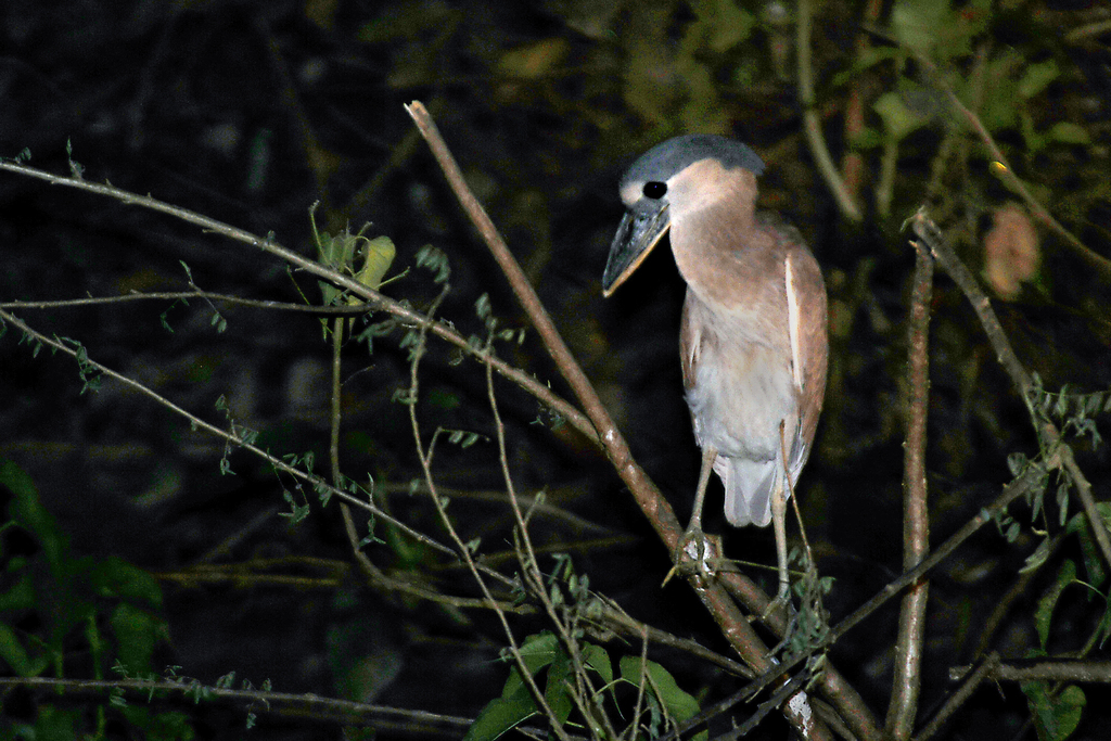 Foto arapapá (Cochlearius cochlearius) Por Jose Maria V. Franco | Wiki ...