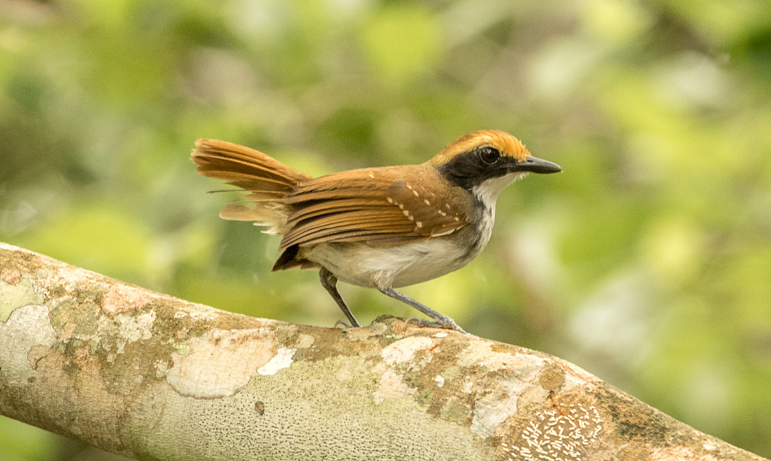 Foto papa-formiga-de-sobrancelha (Myrmoborus leucophrys) Por Ivaldo S ...