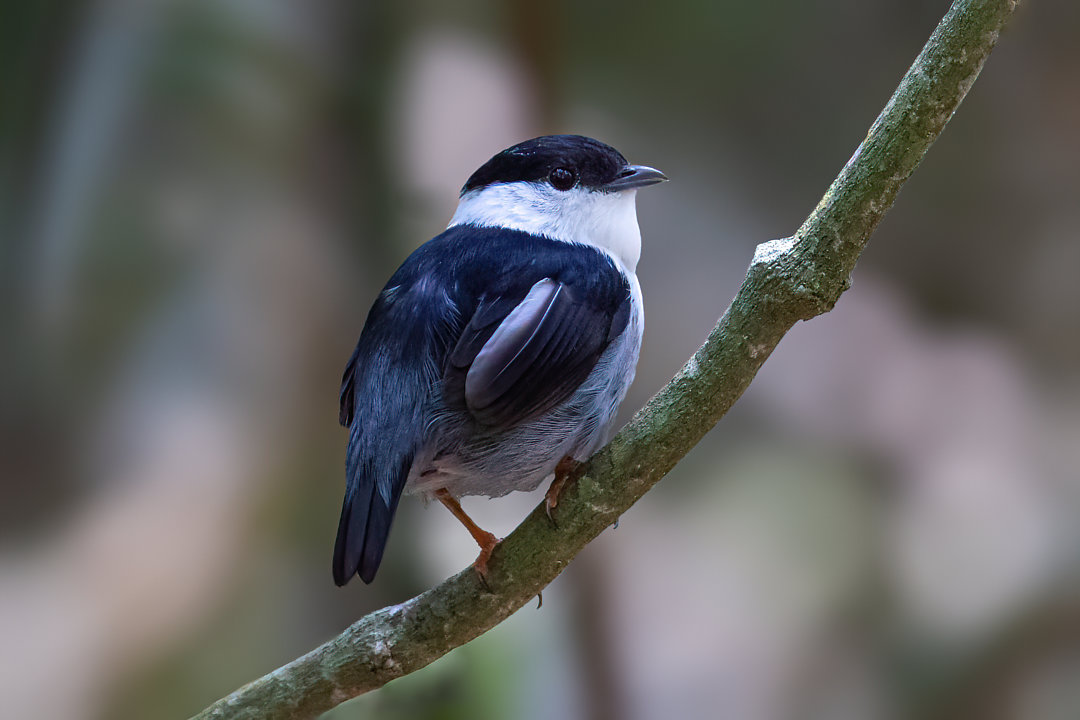 Foto rendeira (Manacus manacus) Por Paulo Cunha Pereira | Wiki Aves - A ...