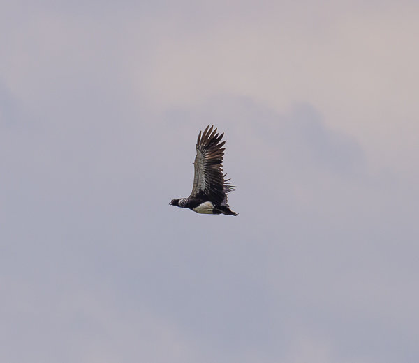 Foto anhuma (Anhima cornuta) Por Rodrigo Batigalhia | Wiki Aves - A ...