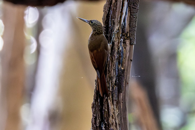 Foto arapaçu-ocelado (Xiphorhynchus ocellatus) Por Publio Rodrigues ...