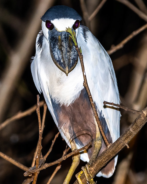 Foto arapapá (Cochlearius cochlearius) Por Rafael Mattos | Wiki Aves ...