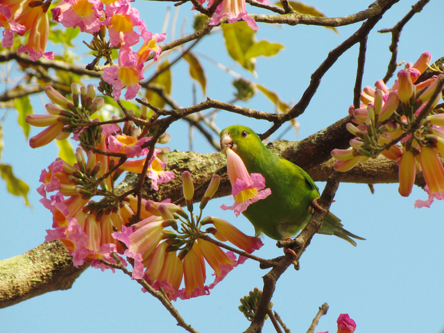 Foto periquito-rico (Brotogeris tirica) Por Erika Curto | Wiki Aves - A ...