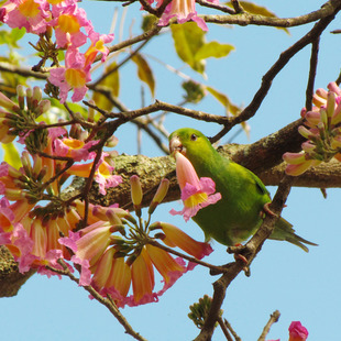 periquito-rico (Brotogeris tirica) | WikiAves - A Enciclopédia das Aves ...