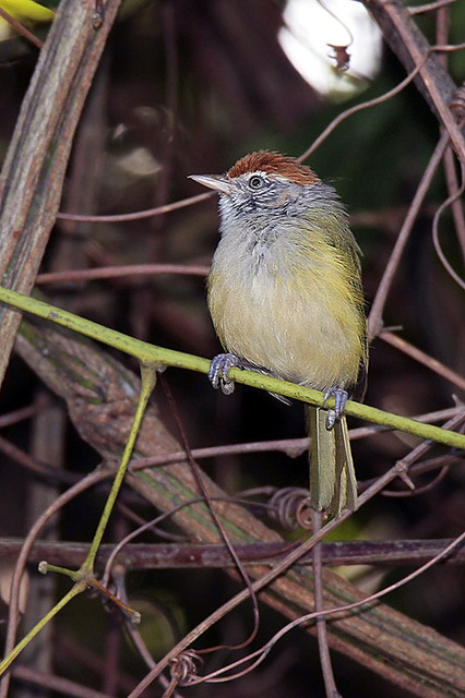 Foto vite-vite-de-olho-cinza (Hylophilus amaurocephalus) Por Roberto ...
