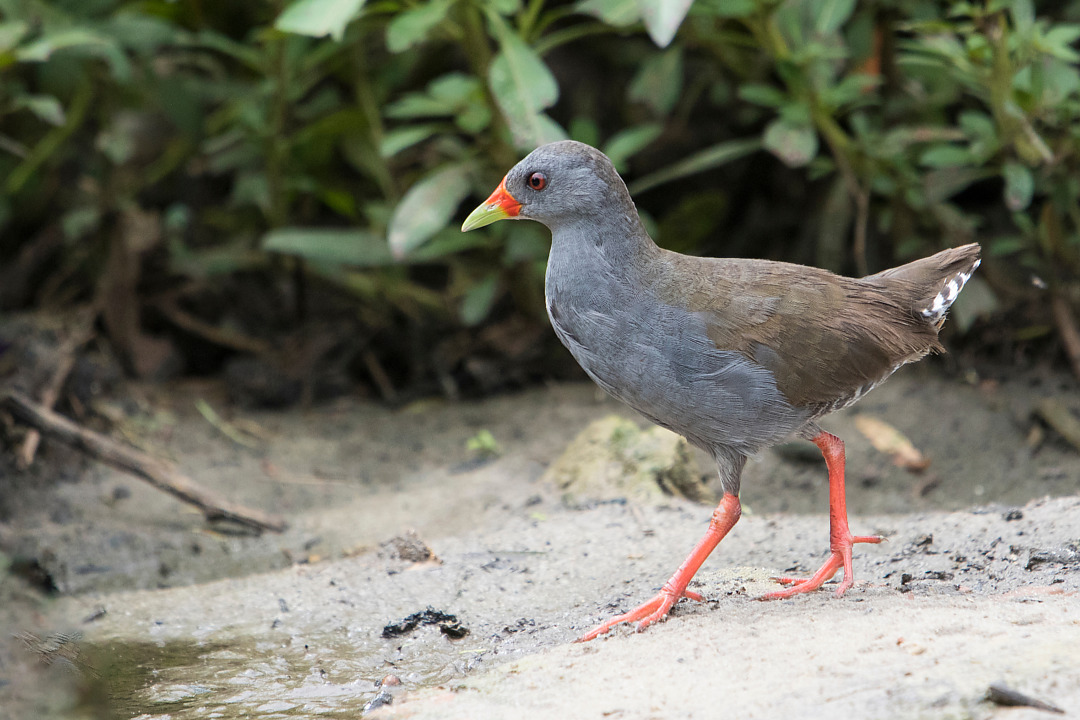 Foto turu-turu (Neocrex erythrops) Por Ronaldo Francisco | Wiki Aves ...