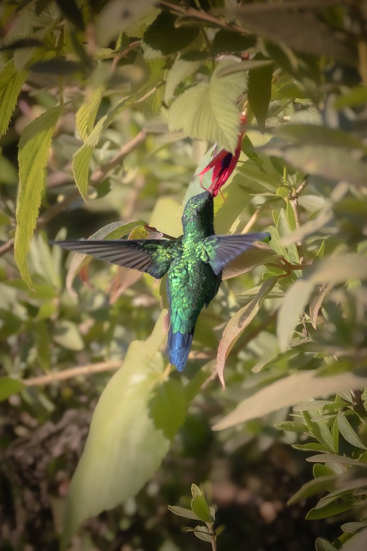 Foto besourinho-de-bico-vermelho (Chlorostilbon lucidus) Por Alan ...
