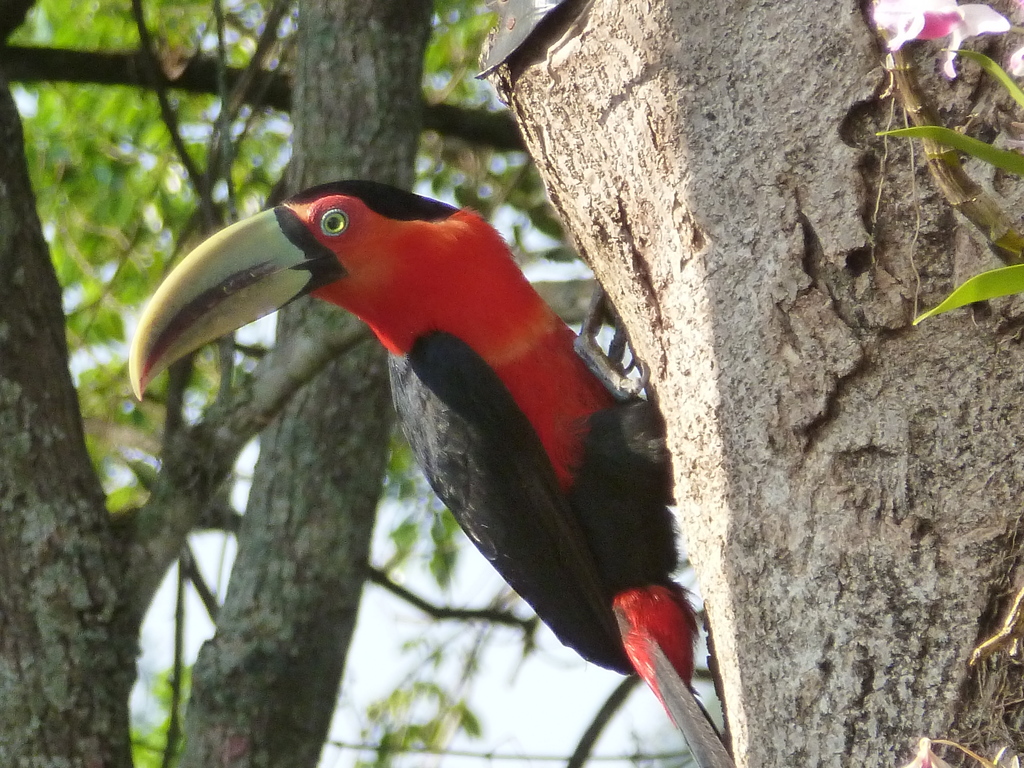 Foto tucano-de-bico-verde (Ramphastos dicolorus) Por Carmen Noble ...