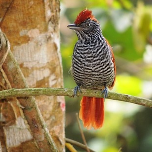choca-listrada (Thamnophilus palliatus) | WikiAves - A Enciclopédia das ...