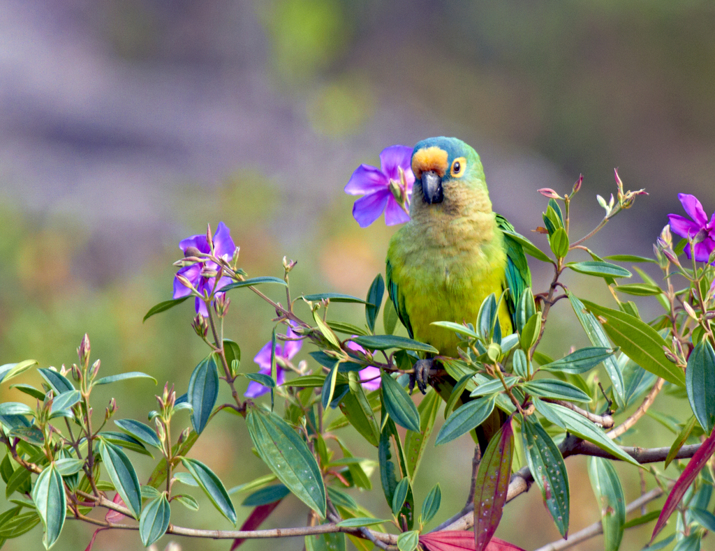 Foto periquito-rei (Eupsittula aurea) Por Claudio Lopes | Wiki Aves - A ...