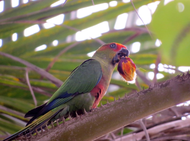 Foto jandaia-de-testa-vermelha (Aratinga auricapillus) Por Nelci ...