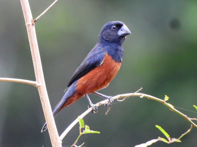 Foto curió (Sporophila angolensis) Por Vital Teixeira | Wiki Aves - A ...