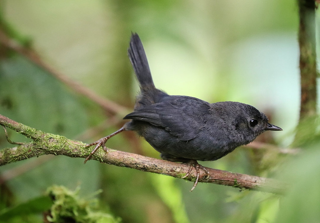 Foto tapaculo-preto (Scytalopus speluncae) Por Marcelo Keiser | Wiki Aves - A Enciclopédia das ...