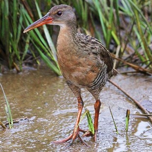 saracura-matraca (Rallus longirostris) | WikiAves - A Enciclopédia das ...
