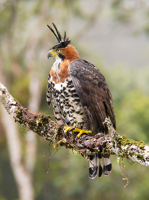 gavião-de-penacho (Spizaetus ornatus) | WikiAves - A Enciclopédia das ...