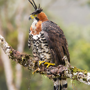 Accipitriformes | WikiAves - A Enciclopédia das Aves do Brasil