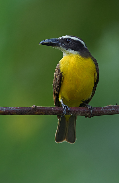 neinei (Megarynchus pitangua) | WikiAves - A Enciclopédia das Aves do Brasil