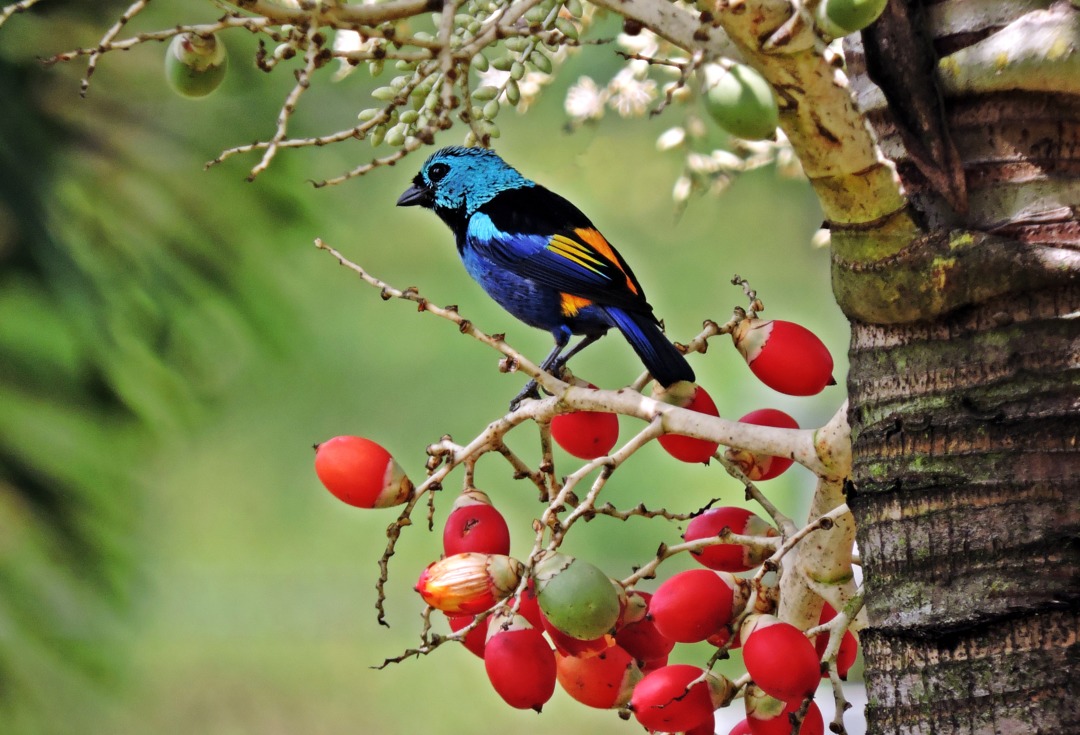 Foto saíra-pintor (Tangara fastuosa) Por Ítalo Montenegro | Wiki Aves ...