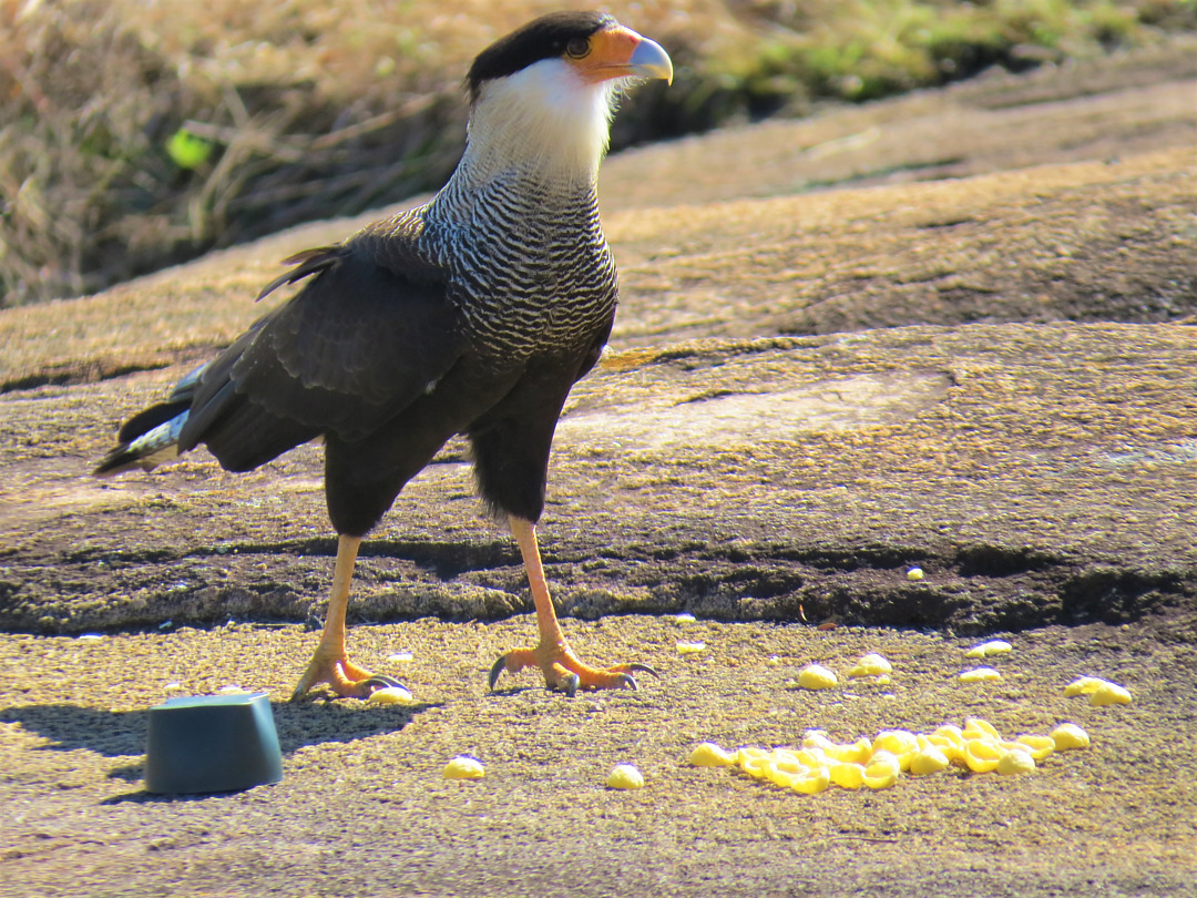 Foto carcará (Caracara plancus) Por Allan Behne | Wiki Aves - A ...