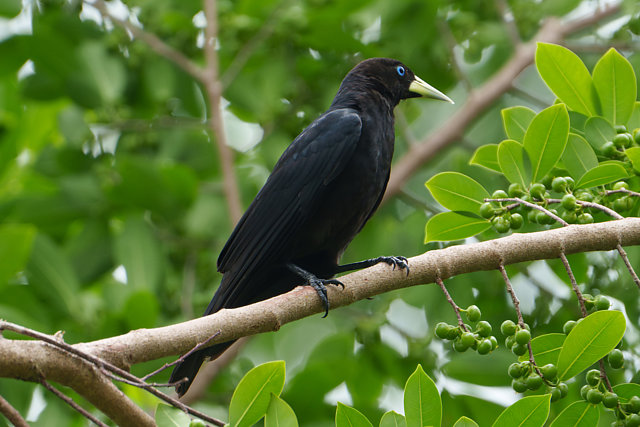 Foto guaxe (Cacicus haemorrhous) Por Luciano Guerra | Wiki Aves - A ...
