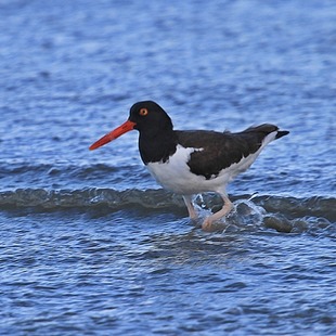 piru-piru (Haematopus palliatus) | WikiAves - A Enciclopédia das Aves ...