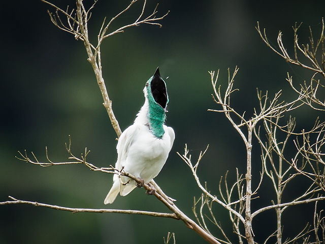 Foto araponga (Procnias nudicollis) Por Izaias Miranda Jr. | Wiki Aves ...