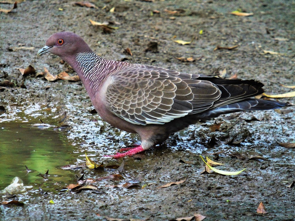 Foto pomba-asa-branca (Patagioenas picazuro) Por Varly Braghieri | Wiki ...