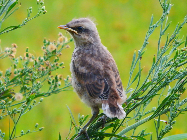 sabiá-do-campo (Mimus saturninus) | WikiAves - A Enciclopédia das Aves ...