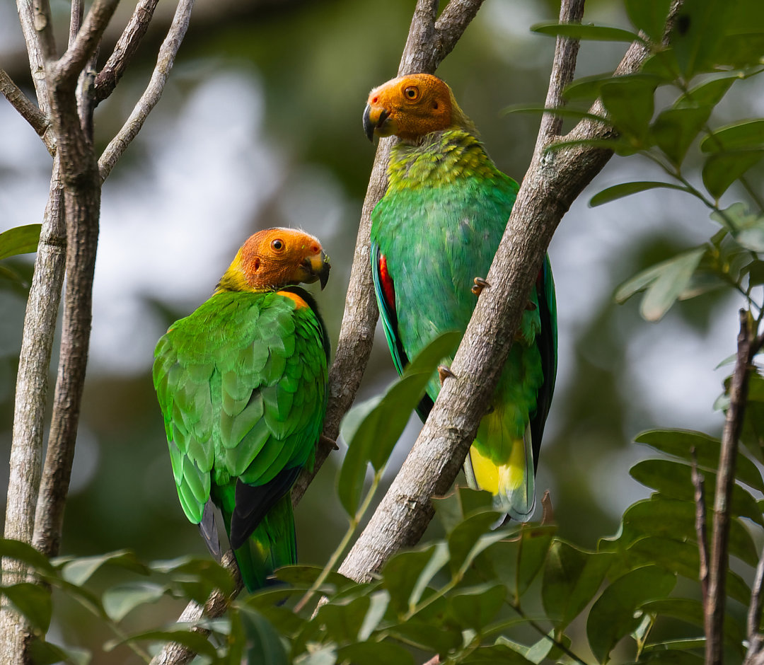 Foto papagaio-de-cabeça-laranja (Pyrilia aurantiocephala) Por Mats ...