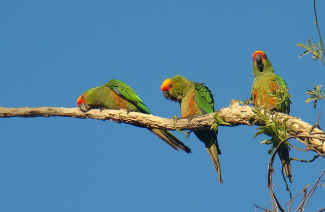 Foto jandaia-de-testa-vermelha (Aratinga auricapillus) Por A.fernando C ...