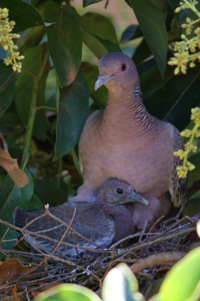 Foto pomba-asa-branca (Patagioenas picazuro) Por Zé Edu Camargo | Wiki ...