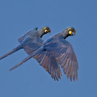 arara-azul-de-lear (Anodorhynchus leari) | WikiAves - A Enciclopédia ...