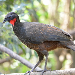 jacupemba (Penelope superciliaris) | WikiAves - A Enciclopédia das Aves ...