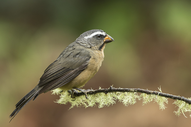 Foto bico-grosso (Saltator maxillosus) Por Vilson Wruck | Wiki Aves - A ...