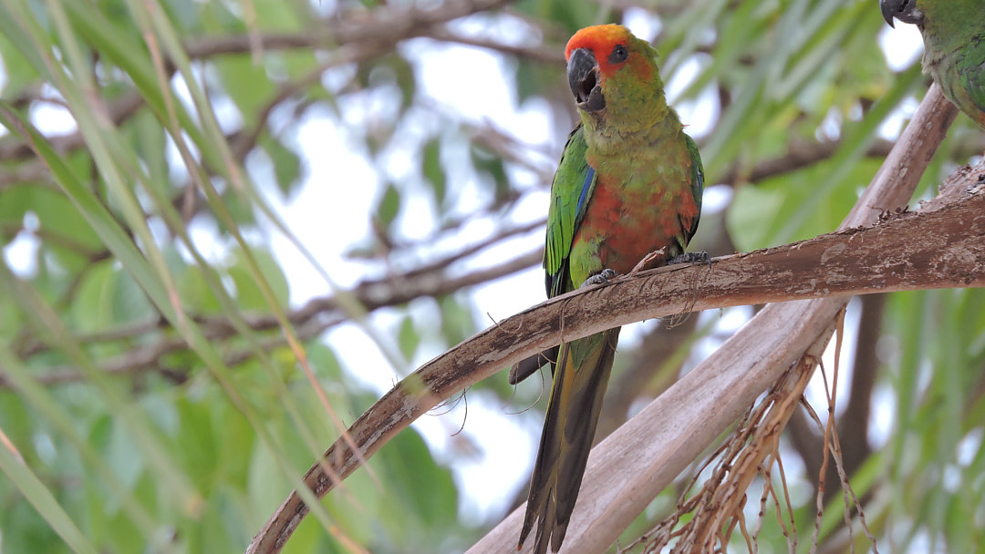 Foto jandaia-de-testa-vermelha (Aratinga auricapillus) Por Adam ...
