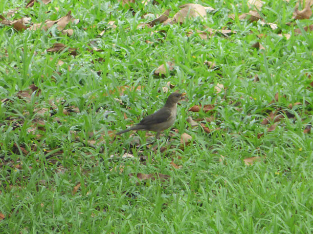 Foto sabiá-poca (Turdus amaurochalinus) Por Victor Hugo Rebecchi | Wiki ...