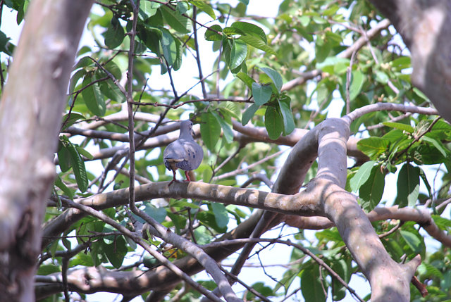 Foto avoante (Zenaida auriculata) Por Aluisio Duarte | Wiki Aves - A ...
