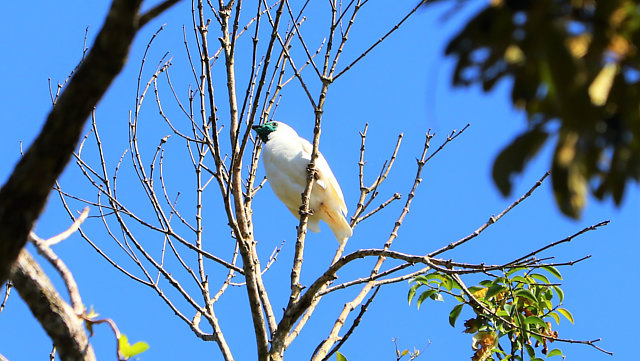 Foto araponga (Procnias nudicollis) Por Renata Hajjar | Wiki Aves - A ...