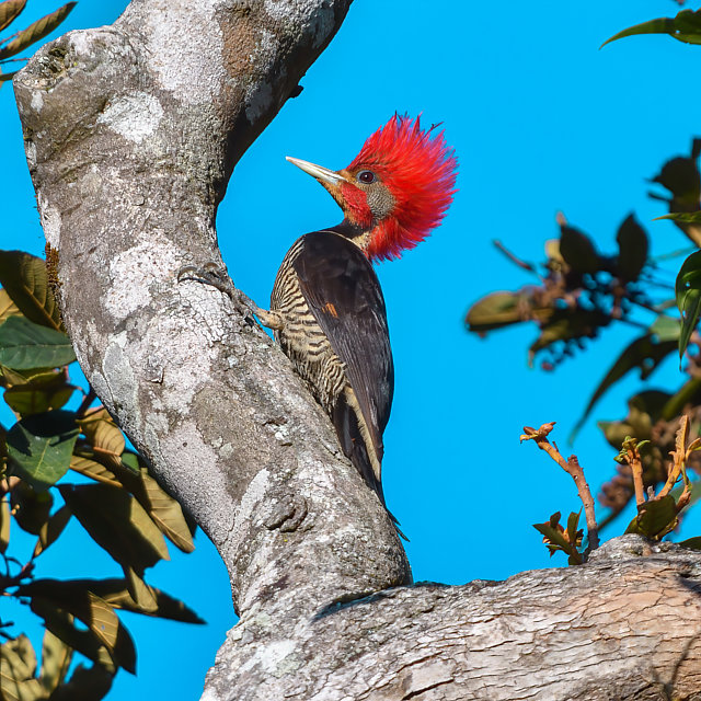 Foto pica-pau-de-cara-canela (Celeus galeatus) Por Fabyano Costa | Wiki Aves - A Enciclopédia ...
