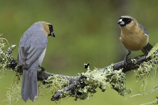 bico-de-veludo (Schistochlamys ruficapillus) | WikiAves - A ...